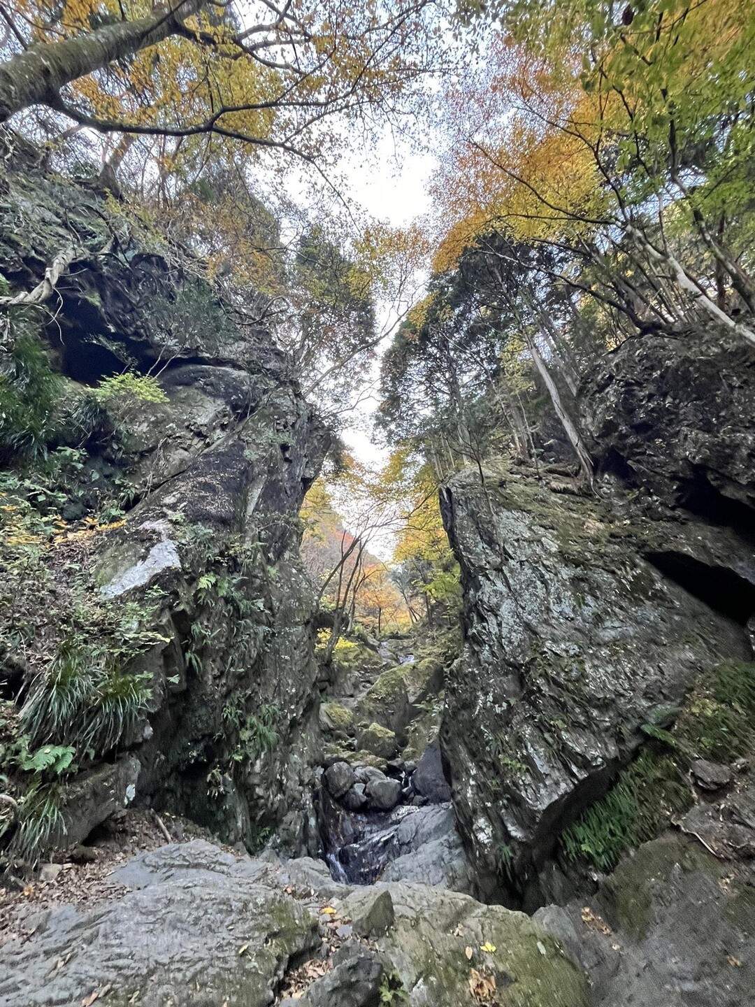 棒ノ嶺（棒ノ折山） / ssさんの棒ノ折山（棒ノ嶺）の活動データ | YAMAP / ヤマップ
