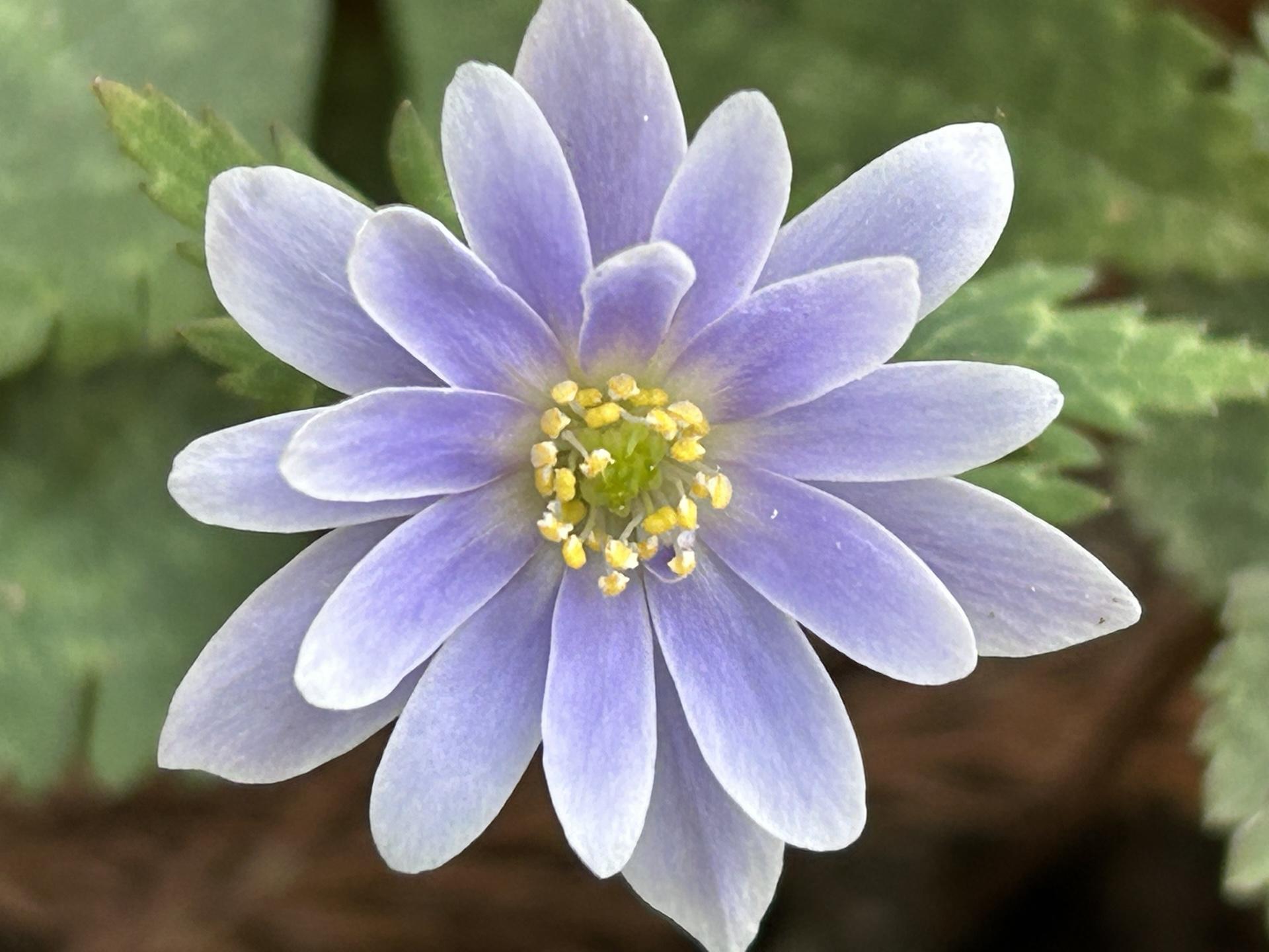 瀧樹神社のユキワリイチゲをみにいきました... / akoさんのモーメント | YAMAP / ヤマップ