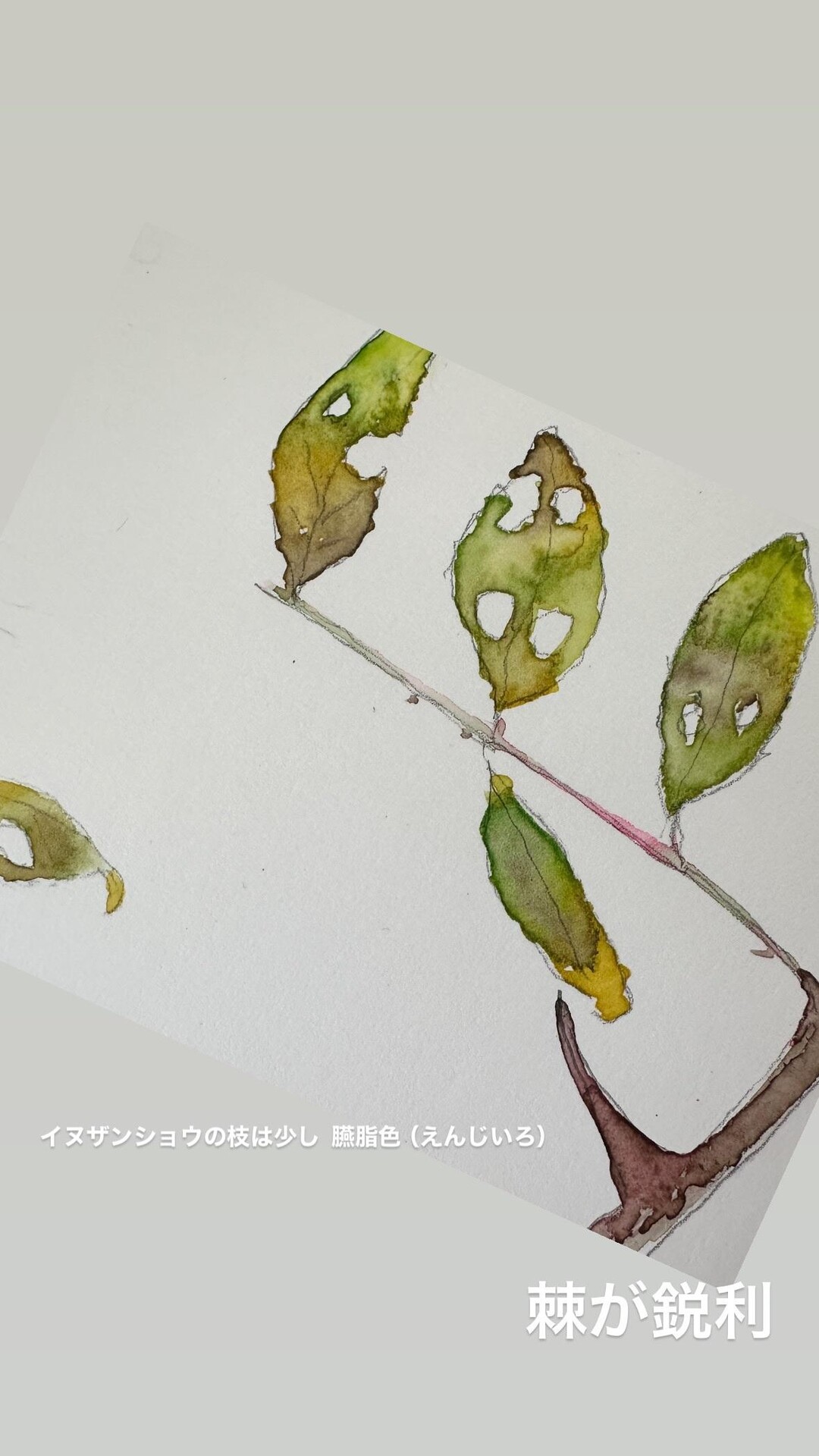 イヌザンショウの葉っぱを描いてみました。... / ERlii*さんのモーメント | YAMAP / ヤマップ
