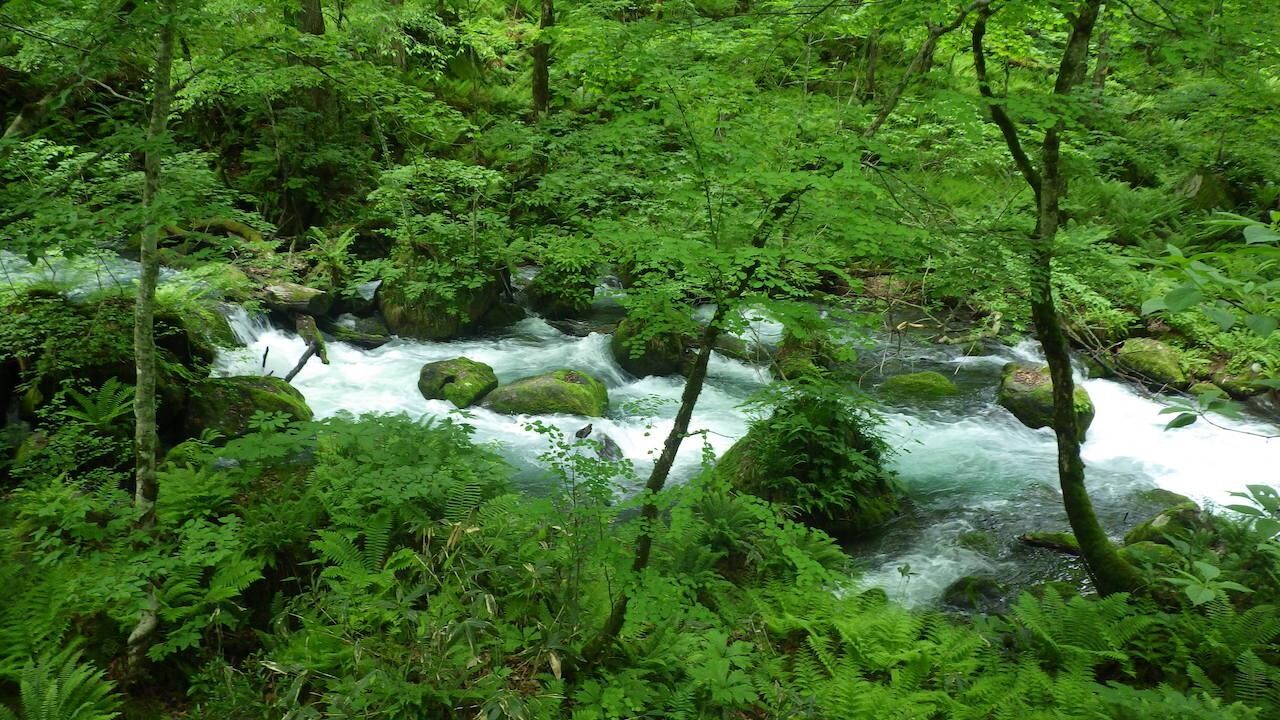 奥入瀬渓流-05/30 / tomoさんの奥入瀬渓流の活動データ | YAMAP / ヤマップ