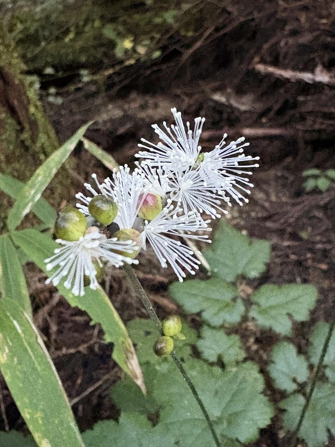 金剛山 ⤴︎ツツジオ⤵︎千早 / ko2さんの金剛山・二上山・大和葛城山の活動データ | YAMAP / ヤマップ