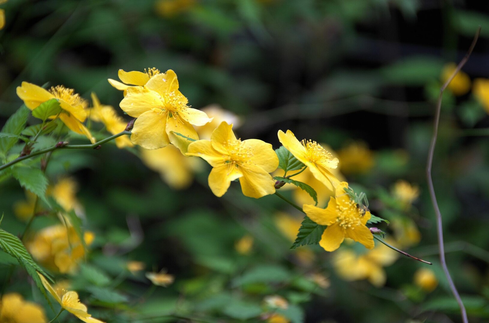 いつもの散歩コースにて（玉川上水）撮影 ... / J-Blueさんのモーメント | YAMAP / ヤマップ