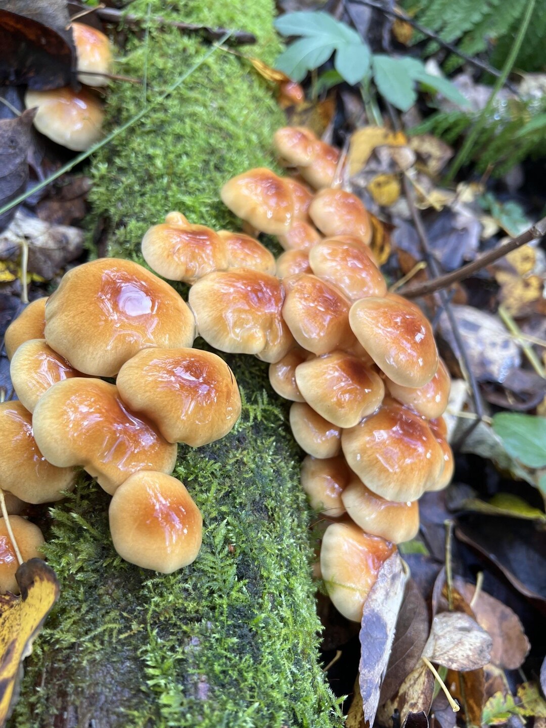 天然【ナメコ】 休憩時間にゲットしまし... / FUM!さんのモーメント | YAMAP / ヤマップ