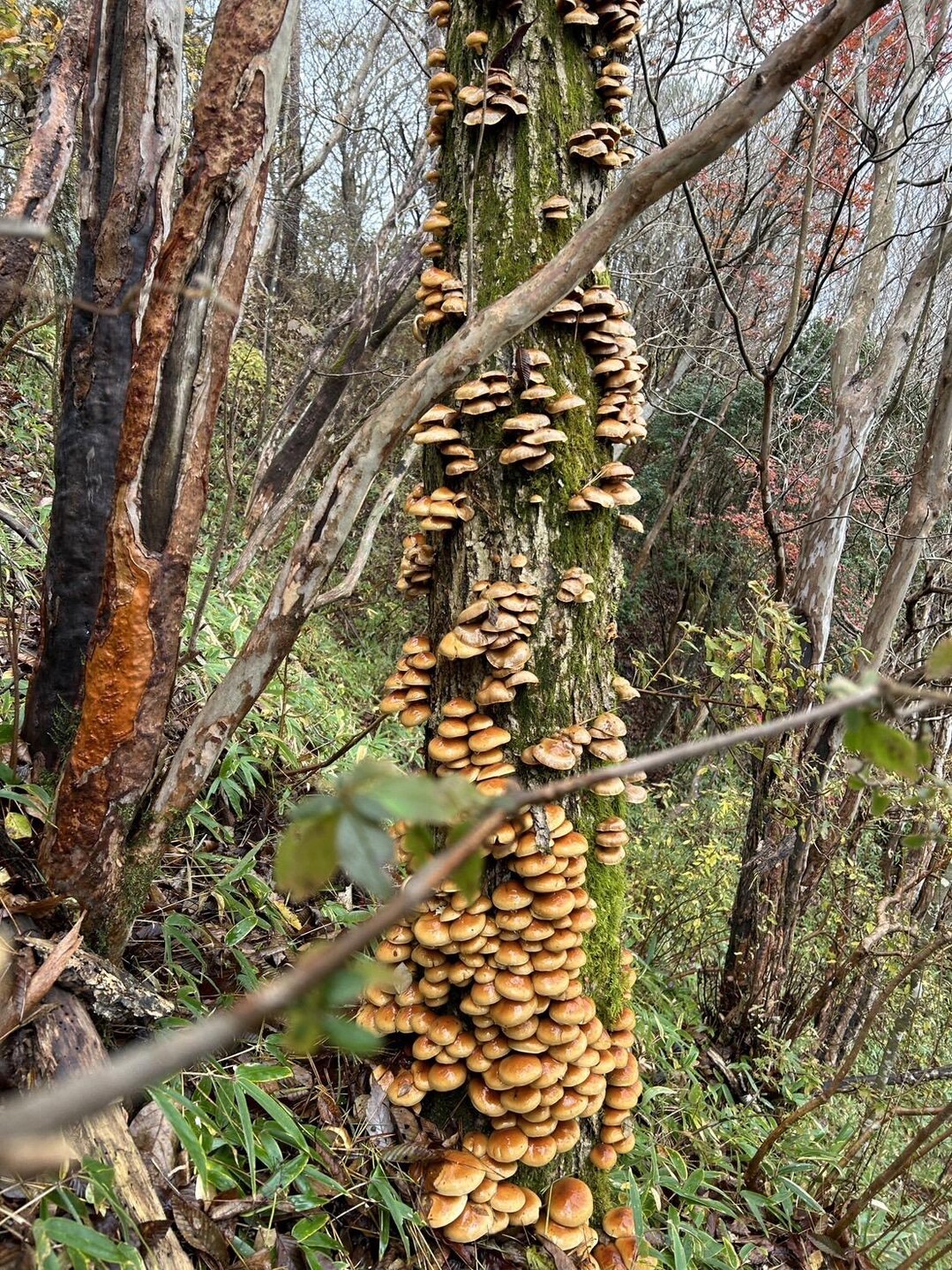 2024.11.28 奈良県某所で今期2... / cafe_Orinさんのモーメント | YAMAP / ヤマップ