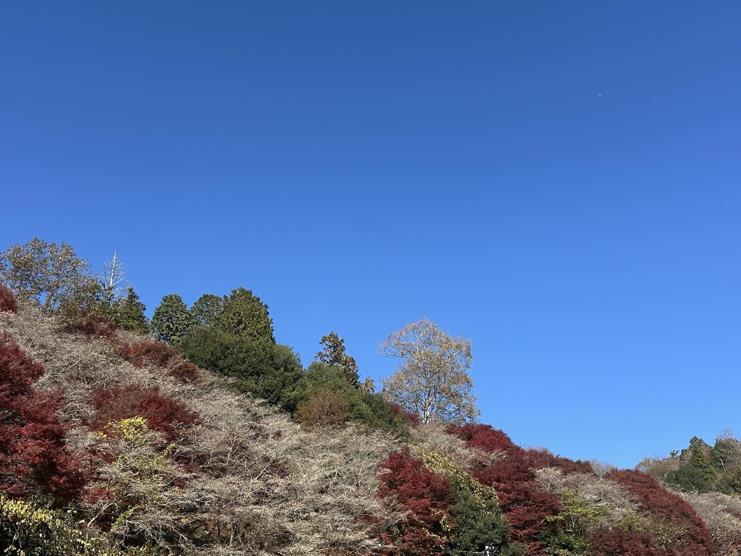 豊田小原の四季桜と大谷山 / ピヨさんの大谷山の活動データ | YAMAP / ヤマップ