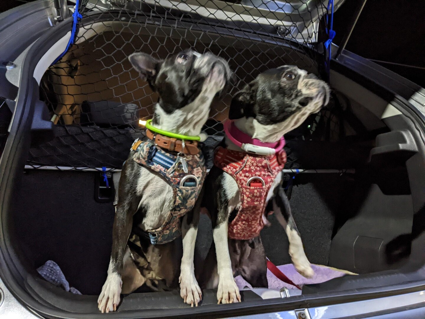 BOSTON🐕🐕可愛い母娘ちゃんに出... / by hideさんのモーメント | YAMAP / ヤマップ