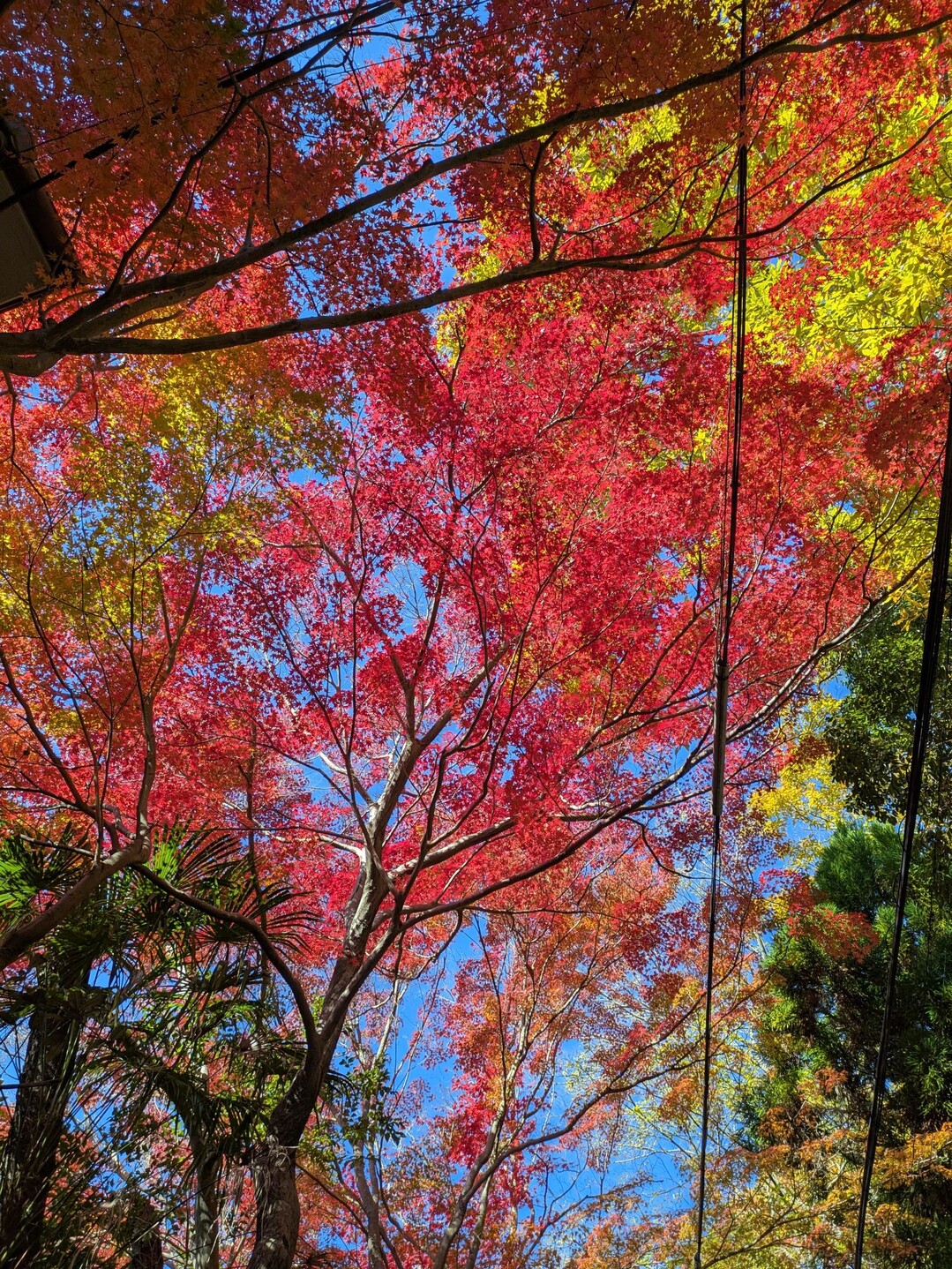 中山寺奥の院 / fu-koさんの六甲山・長峰山・摩耶山の活動データ | YAMAP / ヤマップ
