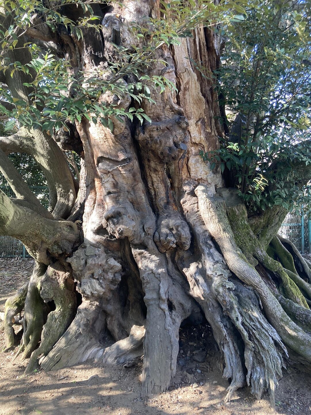 Tokyo Tree Trek (Section 1)-2024-02-18 / みんみんさんのTokyo Tree Trek ...