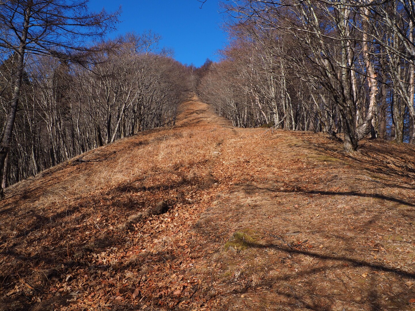 鷹ノ巣山⛰️～水根山⛰️～日蔭名栗山⛰️ / N7さんの雲取山・鷹ノ巣山・七ツ石山の活動データ | YAMAP / ヤマップ