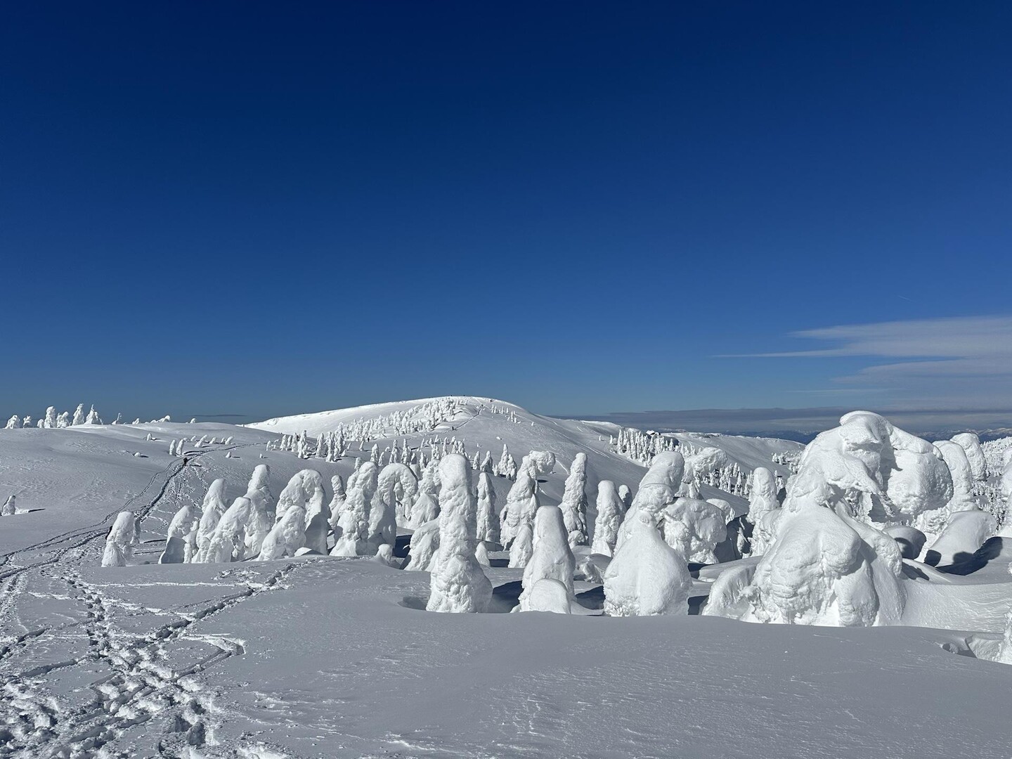森吉山はモンスターパラダイス ️ / cosyauさんの森吉山の活動データ | YAMAP / ヤマップ