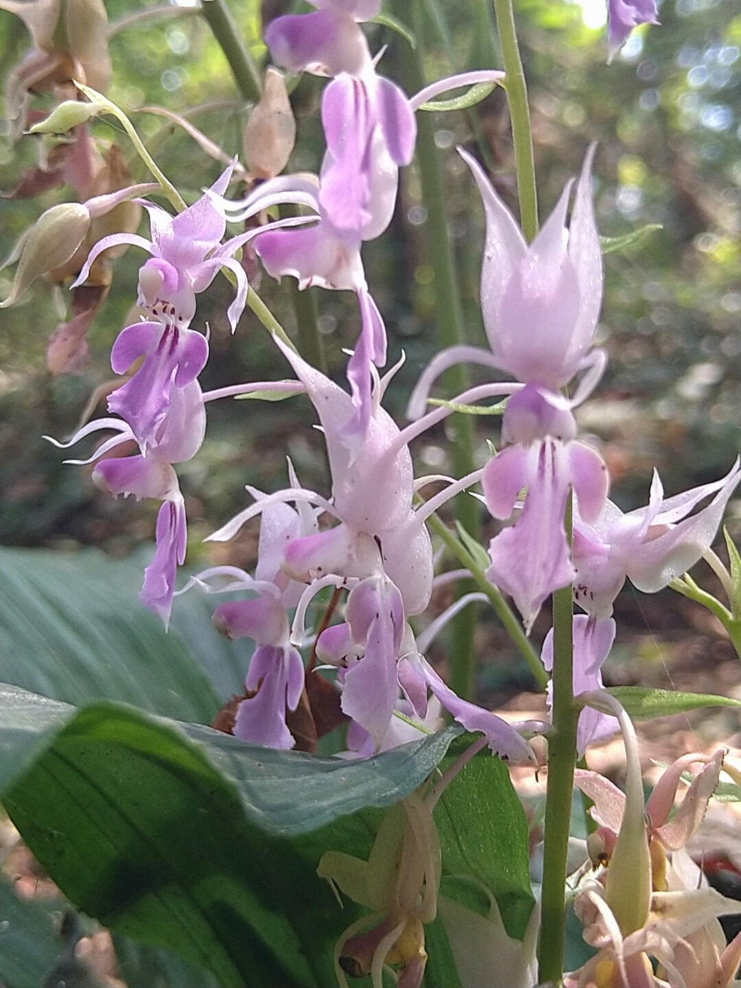 作礼山 NO1ナツエビネ・アケボノソウ / フッジィ60さんの作礼山の活動データ | YAMAP / ヤマップ