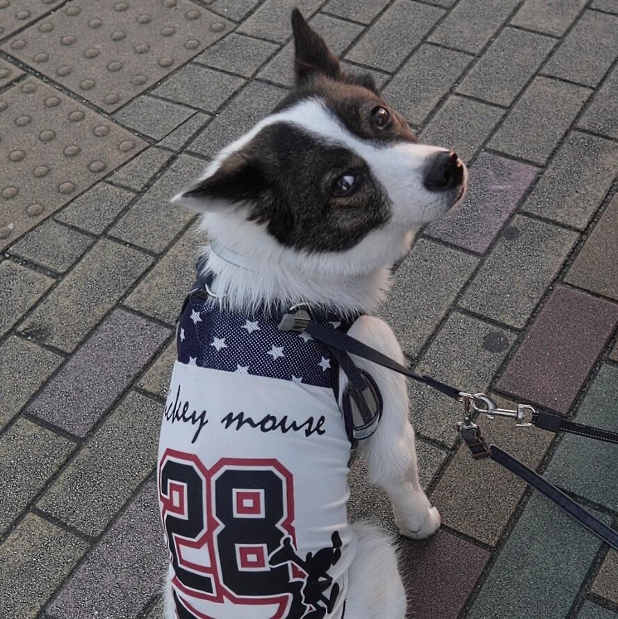 Dog morning ☀ / もみじ🐺 & パパ😎さんのモーメント | YAMAP / ヤマップ