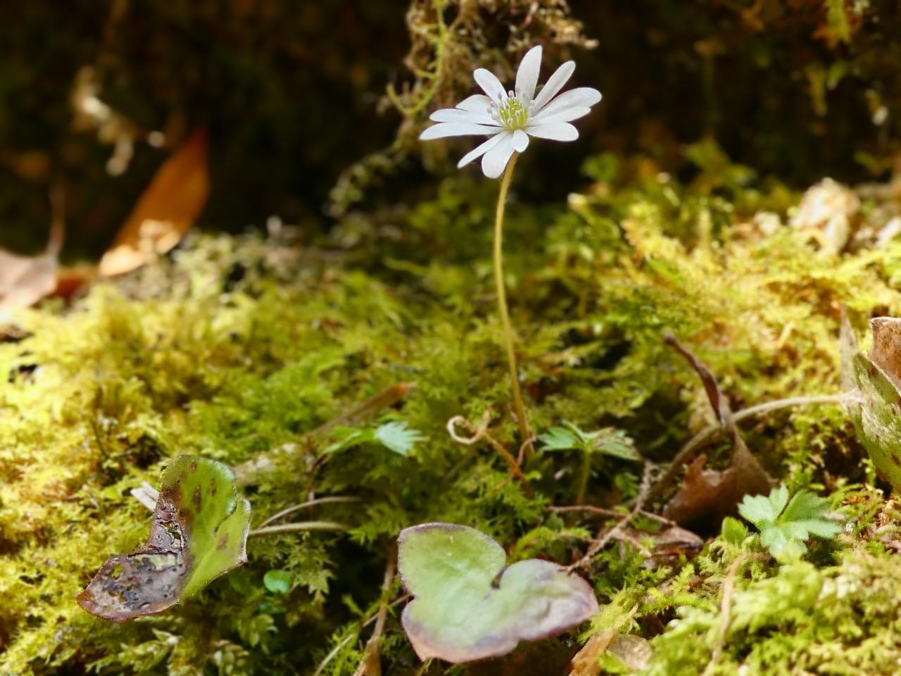 畦ヶ丸 / skipさんのハイキングの活動データ | YAMAP / ヤマップ