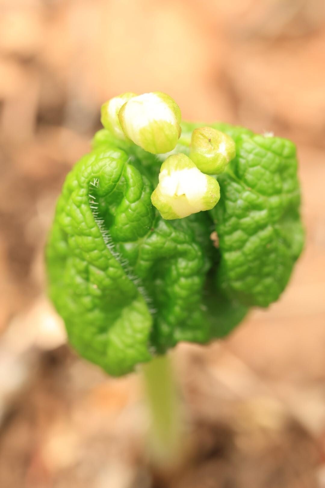 サンカヨウ 2週続けて見に行って来ました... / T☆Yamameさんのモーメント | YAMAP / ヤマップ