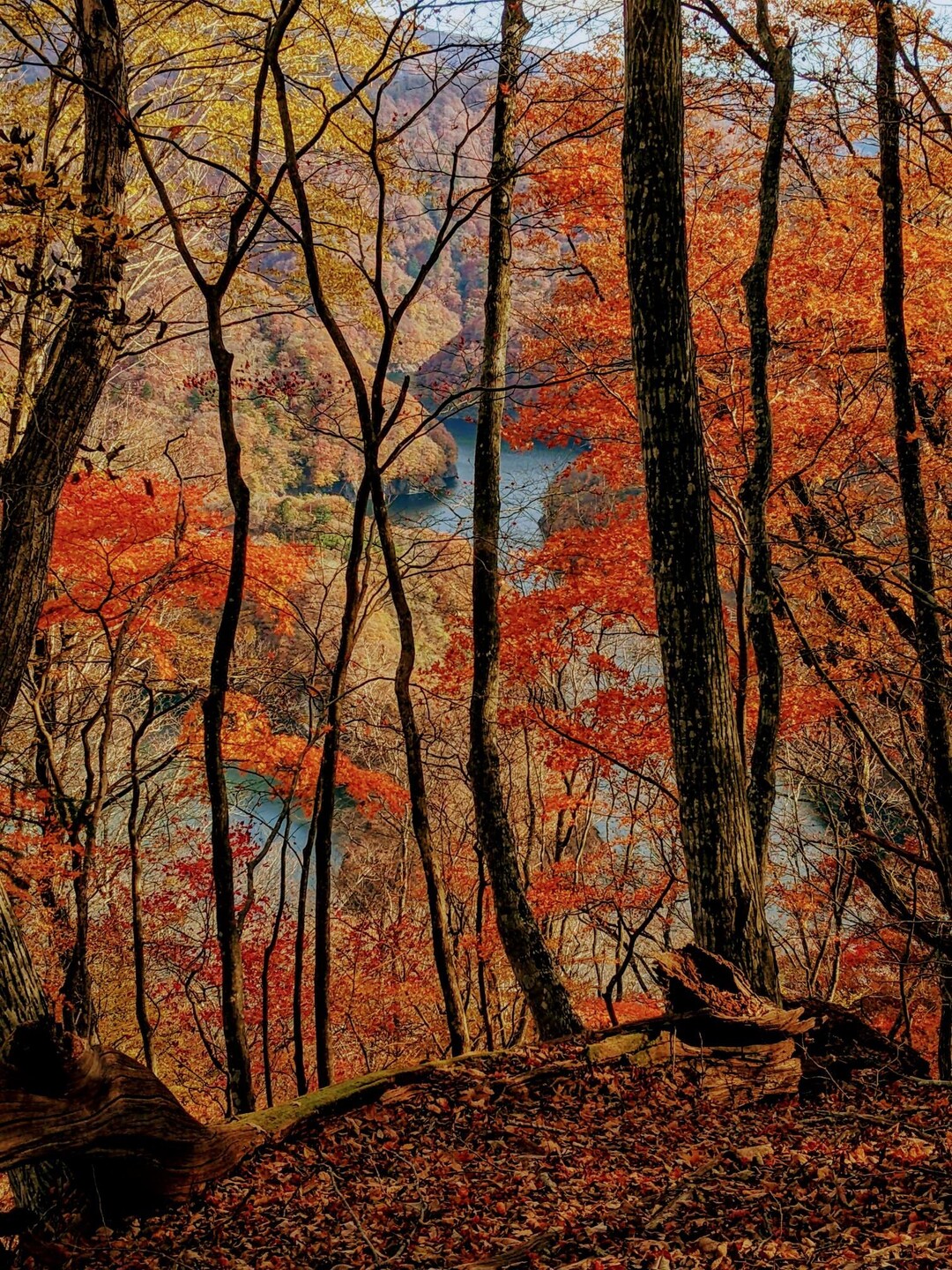 葛老山（かつろうざん） 朝はゆっくりし... / YOLOさんのモーメント | YAMAP / ヤマップ