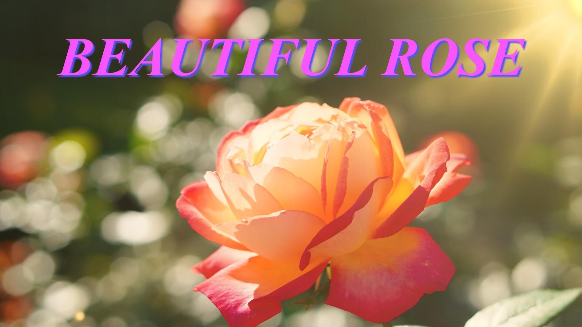 Beautiful ROSE 2024... / Genie🧞‍♂️さんのモーメント | YAMAP / ヤマップ