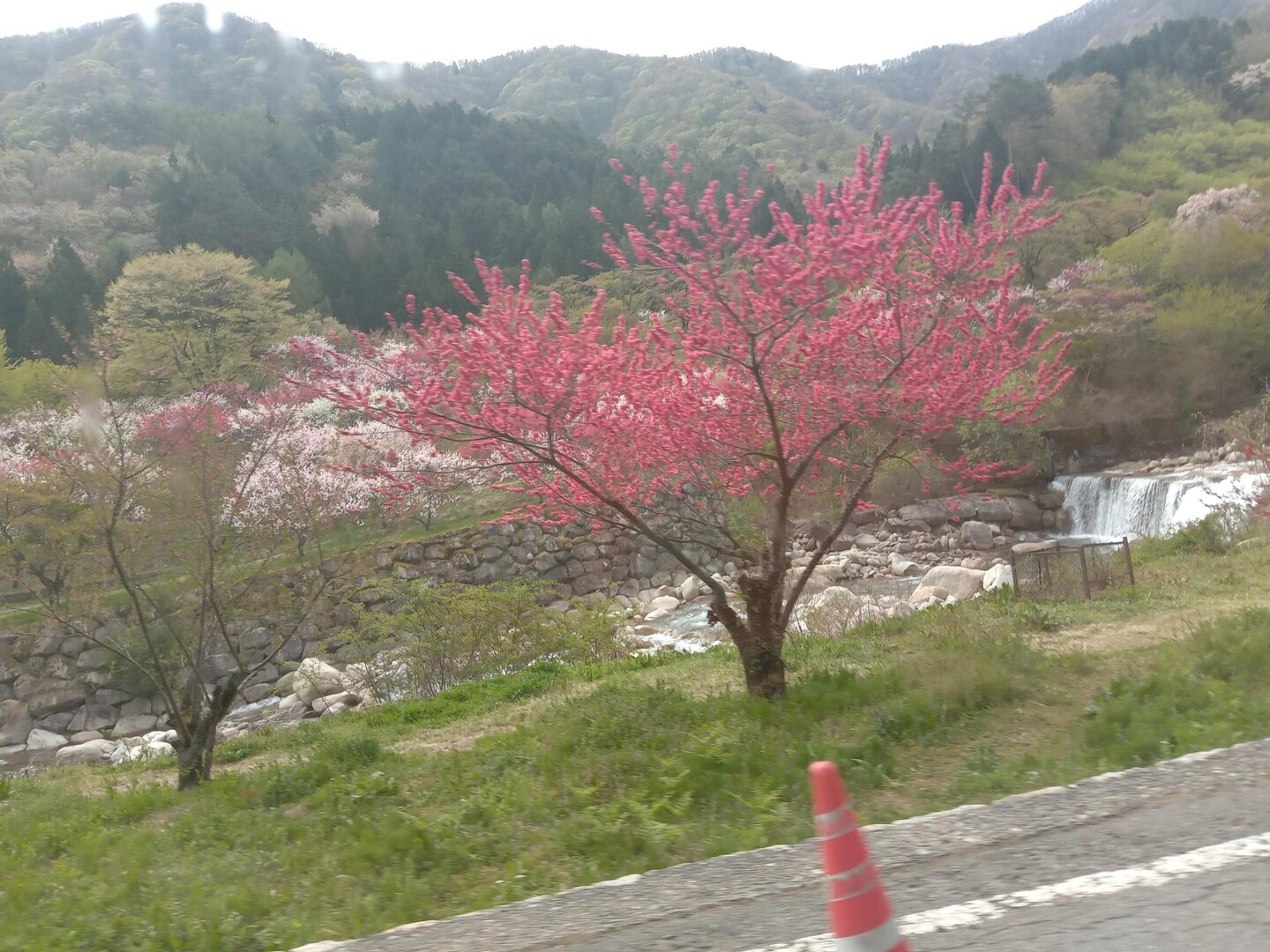tafuの〜阿智の花桃圧巻だったけどね。... / tafuさんのモーメント | YAMAP / ヤマップ