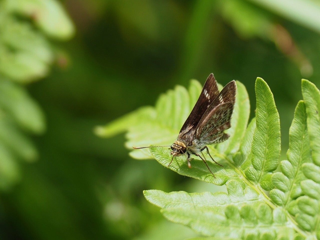 先月の話ですが、ホシチャバネセセリを初見... / JICKさんのモーメント | YAMAP / ヤマップ