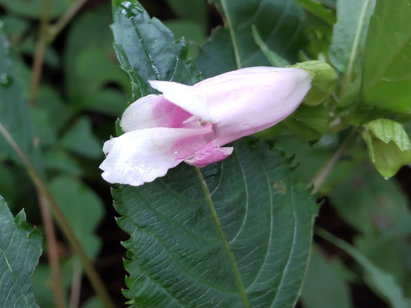 2023,09,23 大山ぶらり、お初の... / may.fさんのモーメント | YAMAP / ヤマップ