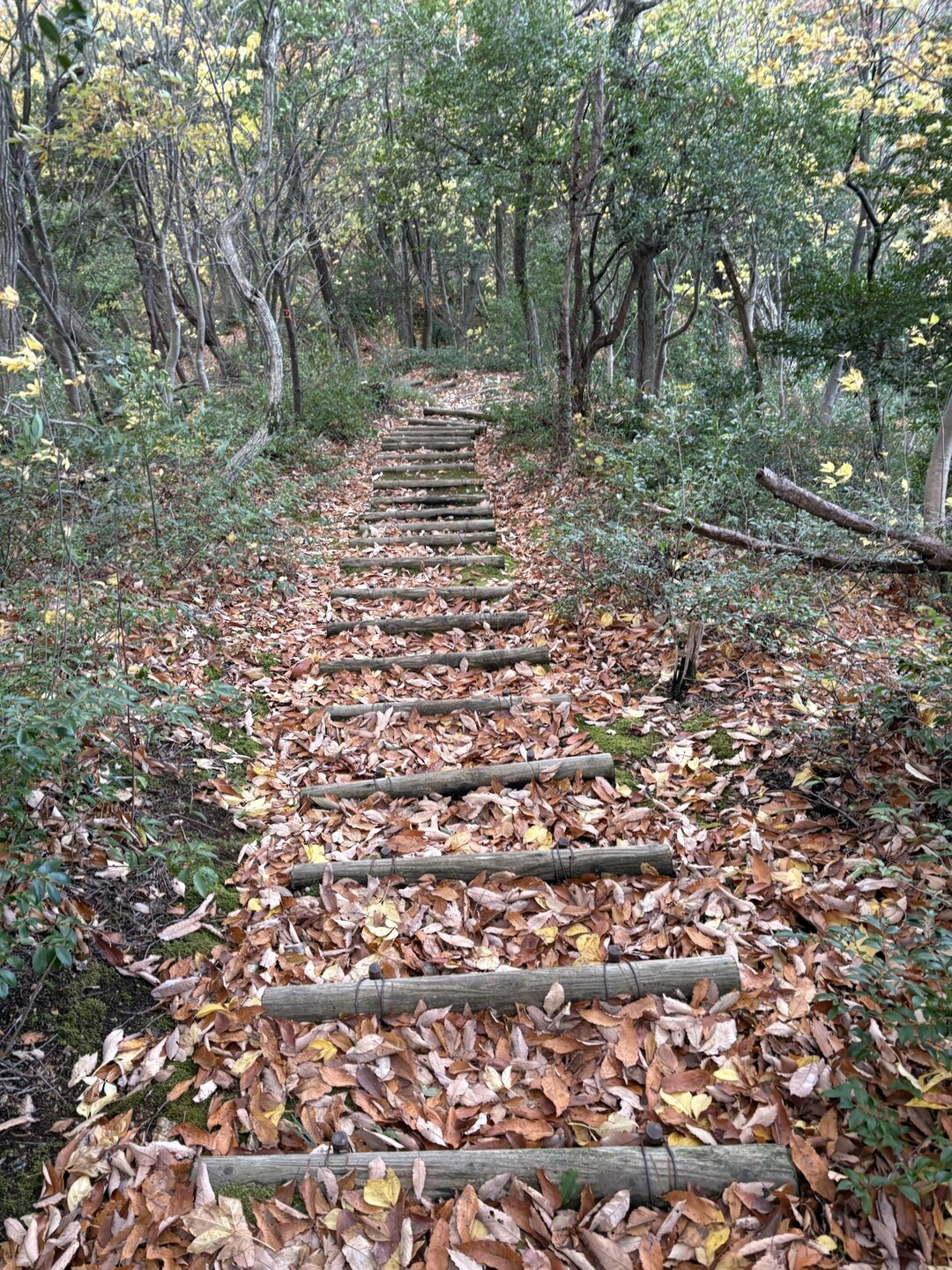 磯山（滋賀県） / hiroko*さんの磯山の活動データ | YAMAP / ヤマップ