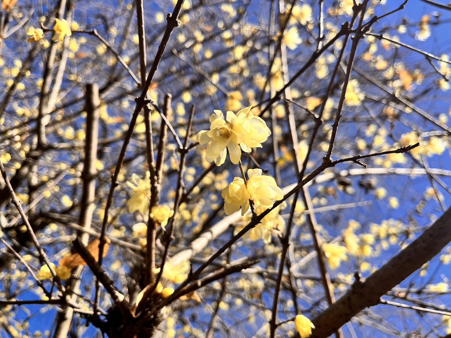 三毳山（青竜ヶ岳）⛰ / A1さんの三毳山の活動データ | YAMAP / ヤマップ