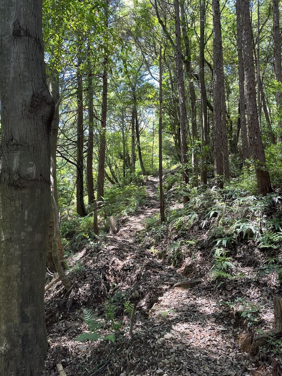 2ヶ月振りのお山さん⛰️ / Kumagoro さんの五井山・宮路山・御堂山の活動データ | YAMAP / ヤマップ