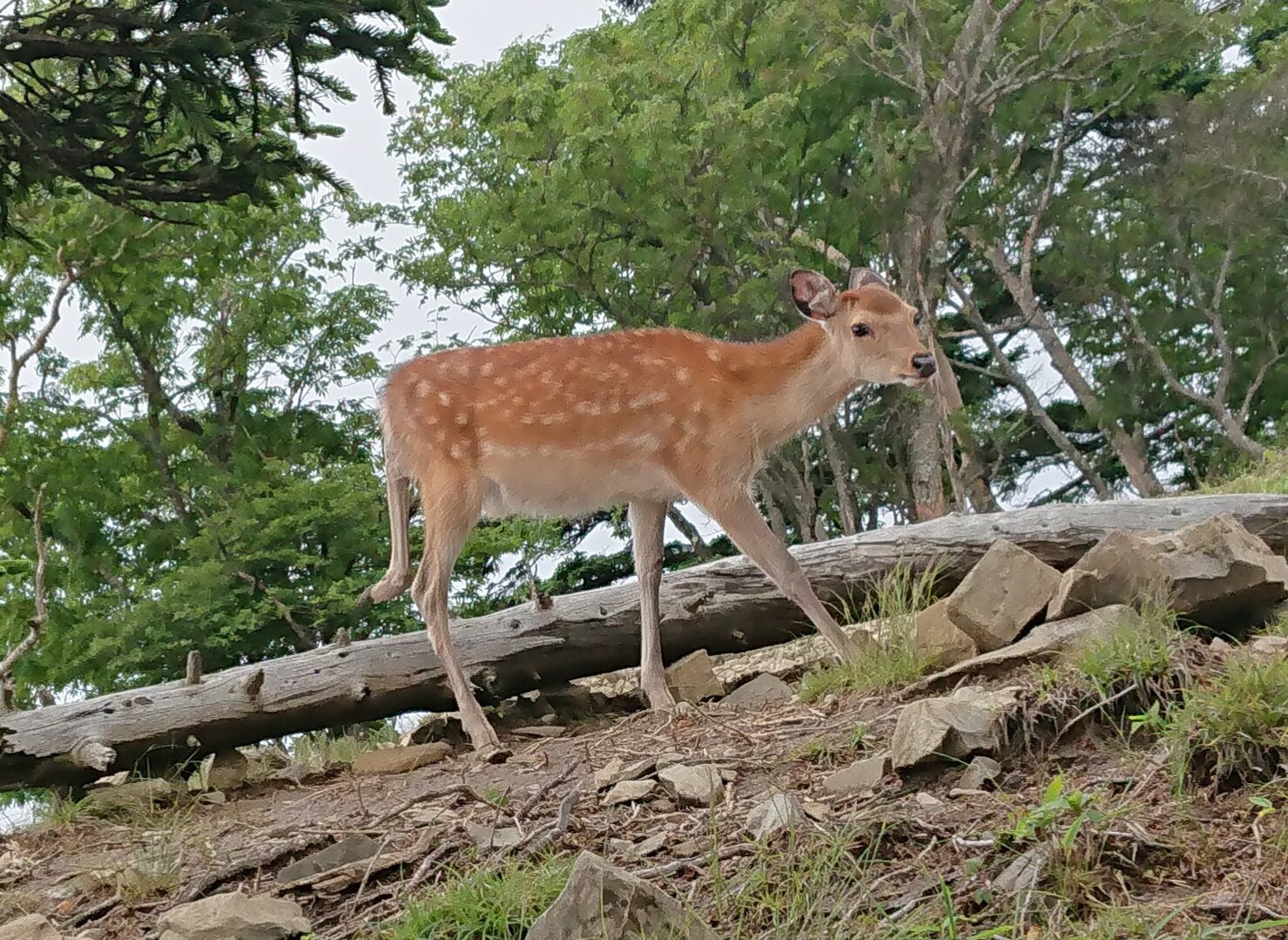 まさやんのページ | YAMAP / ヤマップ
