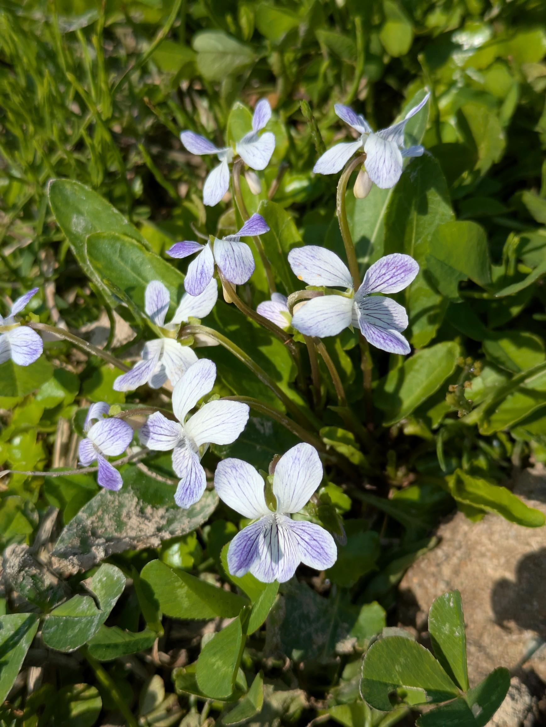 アリアケスミレ、オオイヌノフグリ、ムラサ... / mitsuさんのモーメント | YAMAP / ヤマップ