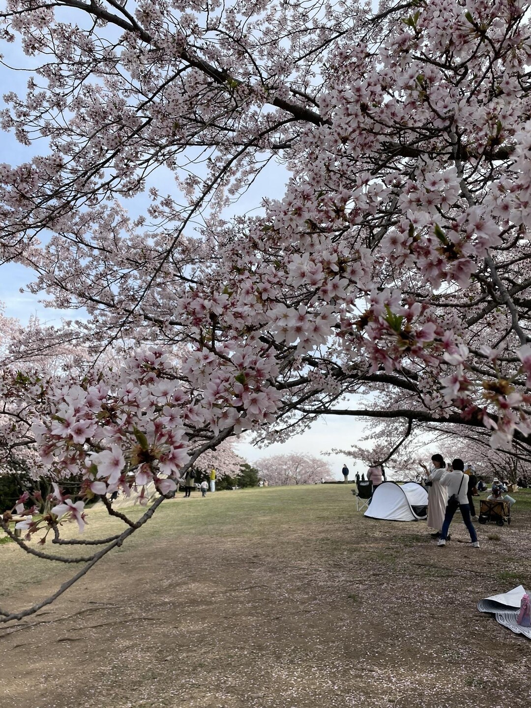 230402①青ノ山 / koji・ω・さんの青ノ山の活動データ | YAMAP / ヤマップ