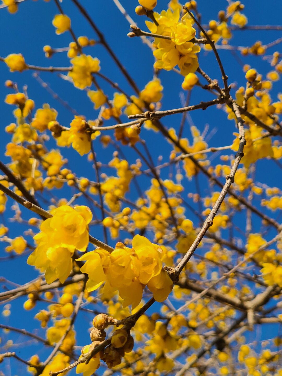 筑波山（女体山）・筑波山（男体山） / kimiさんの筑波山の活動データ | YAMAP / ヤマップ