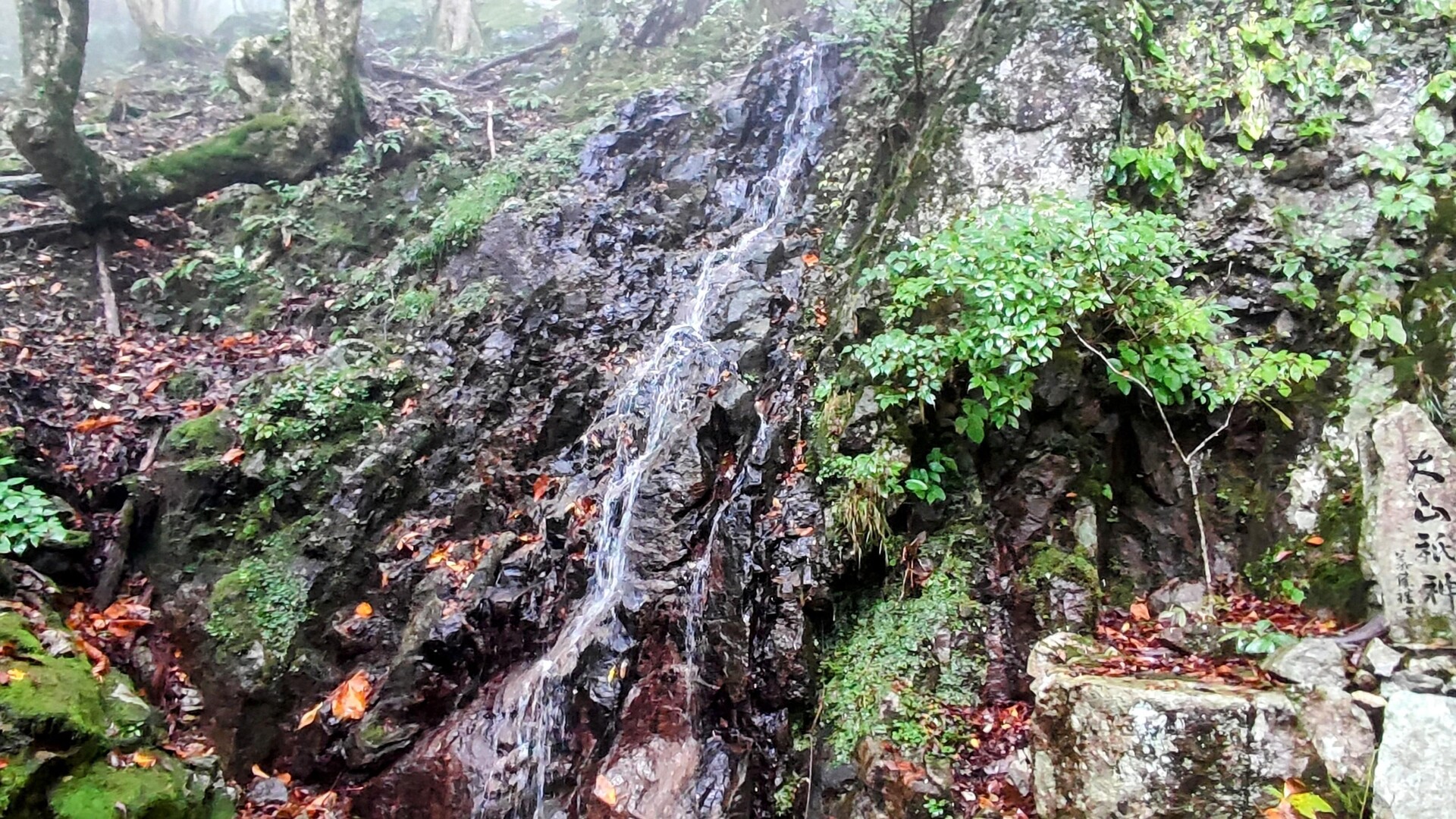 ヒルの恐怖/簗谷山 / yyさんの簗谷山の活動データ | YAMAP / ヤマップ