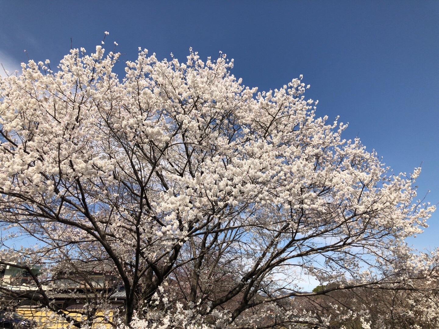 各務原の味めぐりと日本桜名所100選「百十郎桜」（名鉄HK） / SAGさんの各務原アルプス・八木三山の活動データ | YAMAP / ヤマップ
