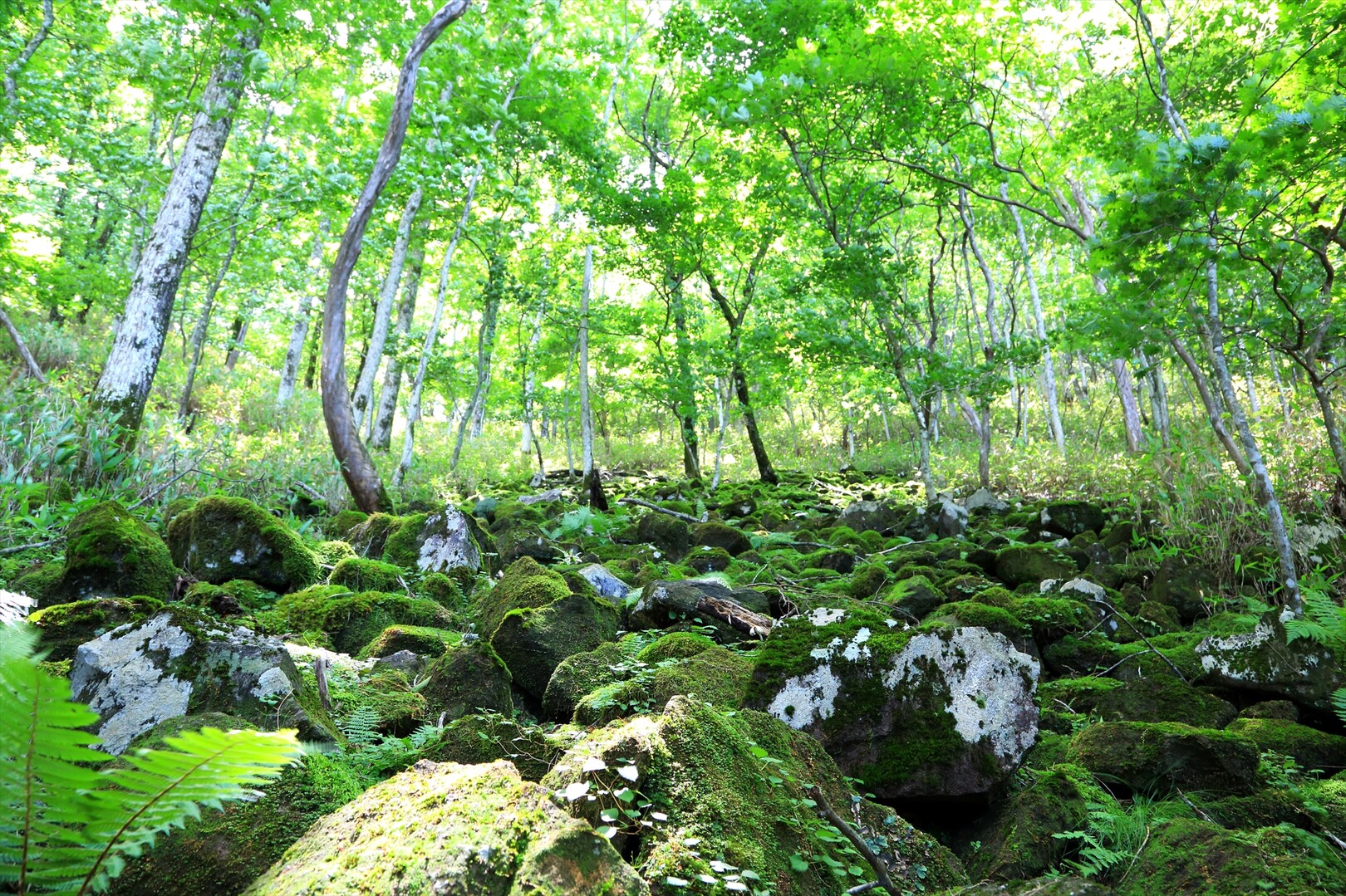 長七郎山・覚満淵 / koduckunさんの赤城山・黒檜山・荒山の活動データ | YAMAP / ヤマップ