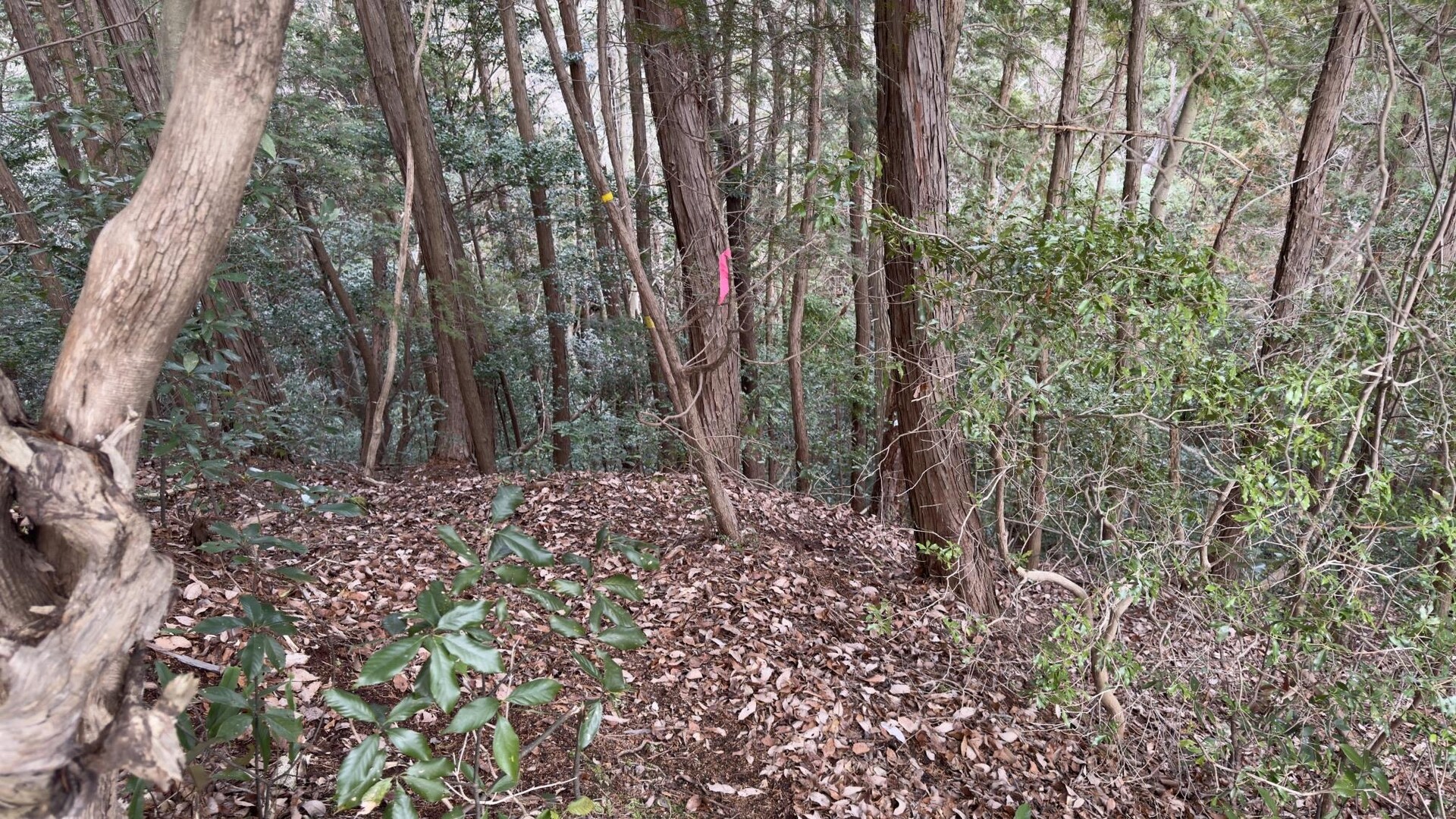 tatsuさんの投稿したフィールドメモ | YAMAP / ヤマップ