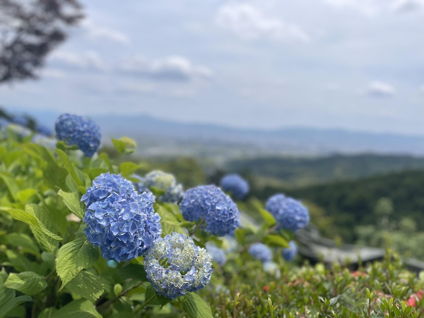 天王山から大沢山を経て善峯寺 / silkoさんのポンポン山・釈迦岳・小塩山・若山の活動データ | YAMAP / ヤマップ