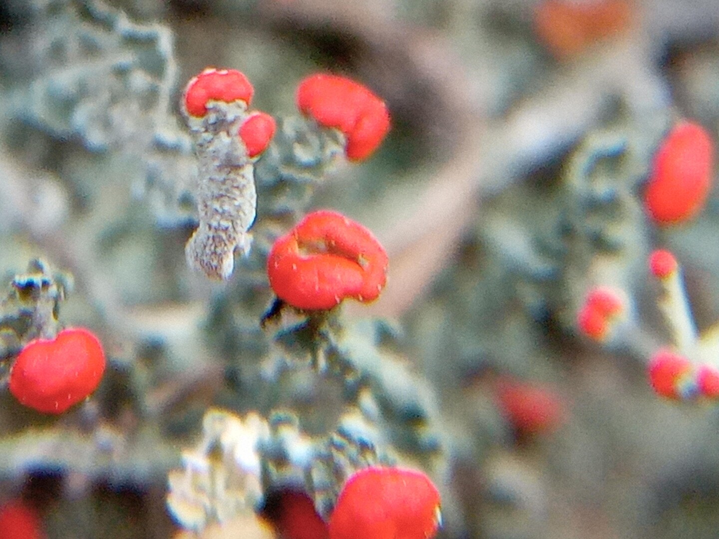 初めてのモンローリップ💋💋💋 / Homanさんの各務原アルプス（関南アルプス）・八木三山の活動データ | YAMAP / ヤマップ