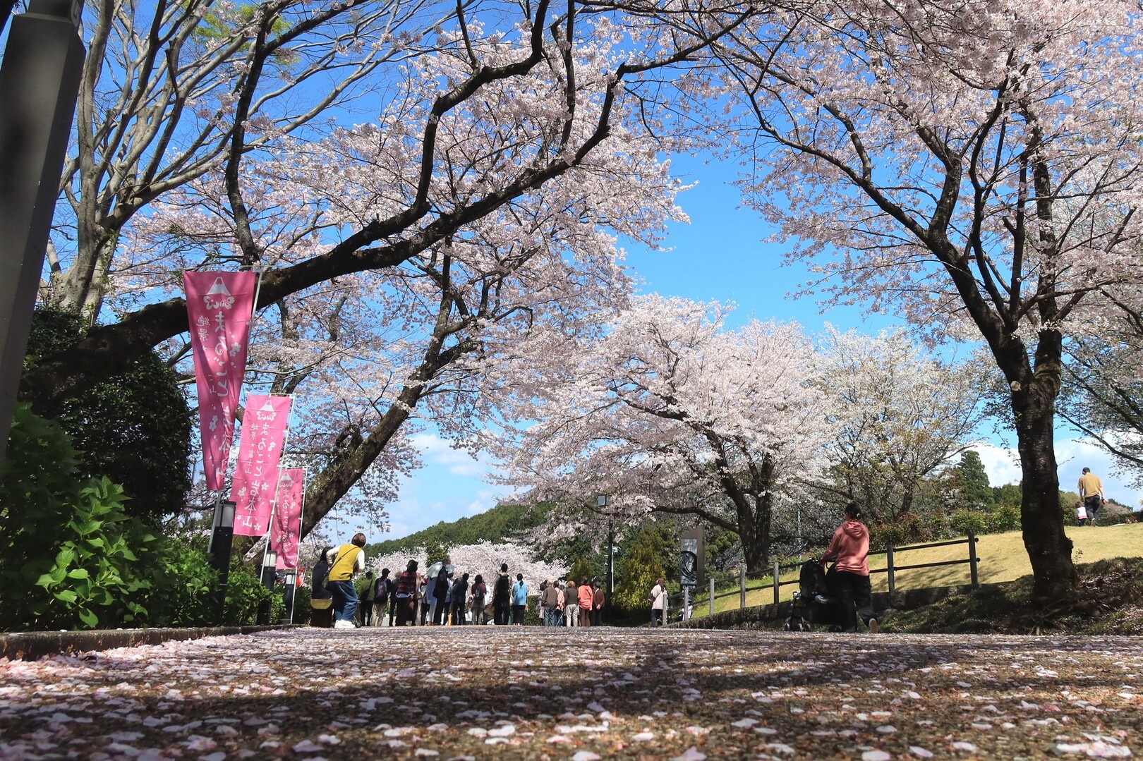 【岩本山・明星山・白尾山】桜三昧の予定が、、、 / kunsanさんの岩本山・明星山の活動データ | YAMAP / ヤマップ