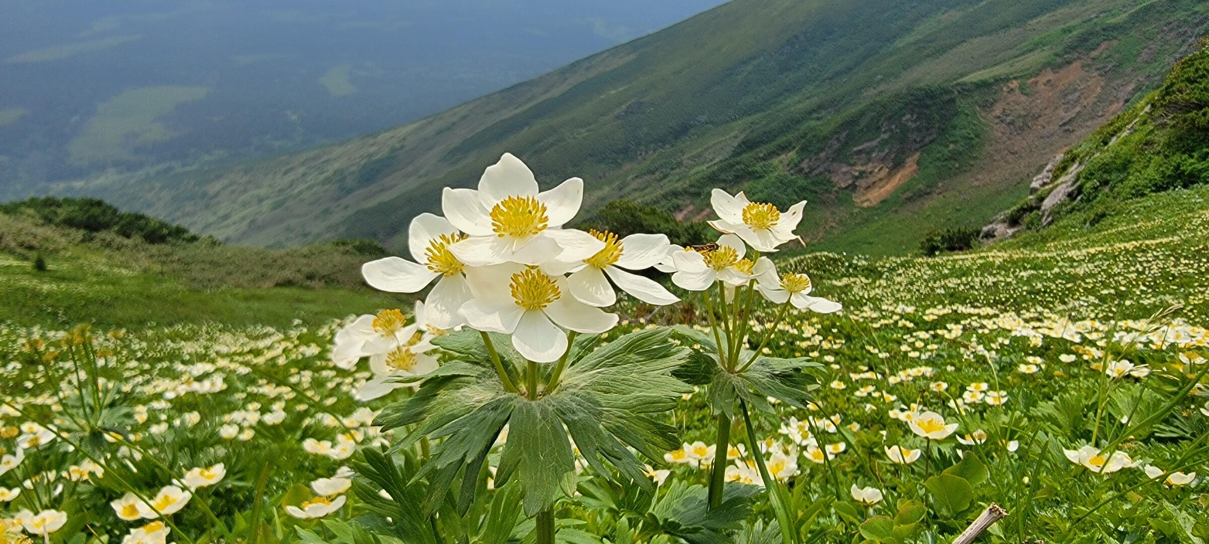 2023/07/21 / natsuさんの十勝岳・富良野岳・美瑛岳の活動データ | YAMAP / ヤマップ