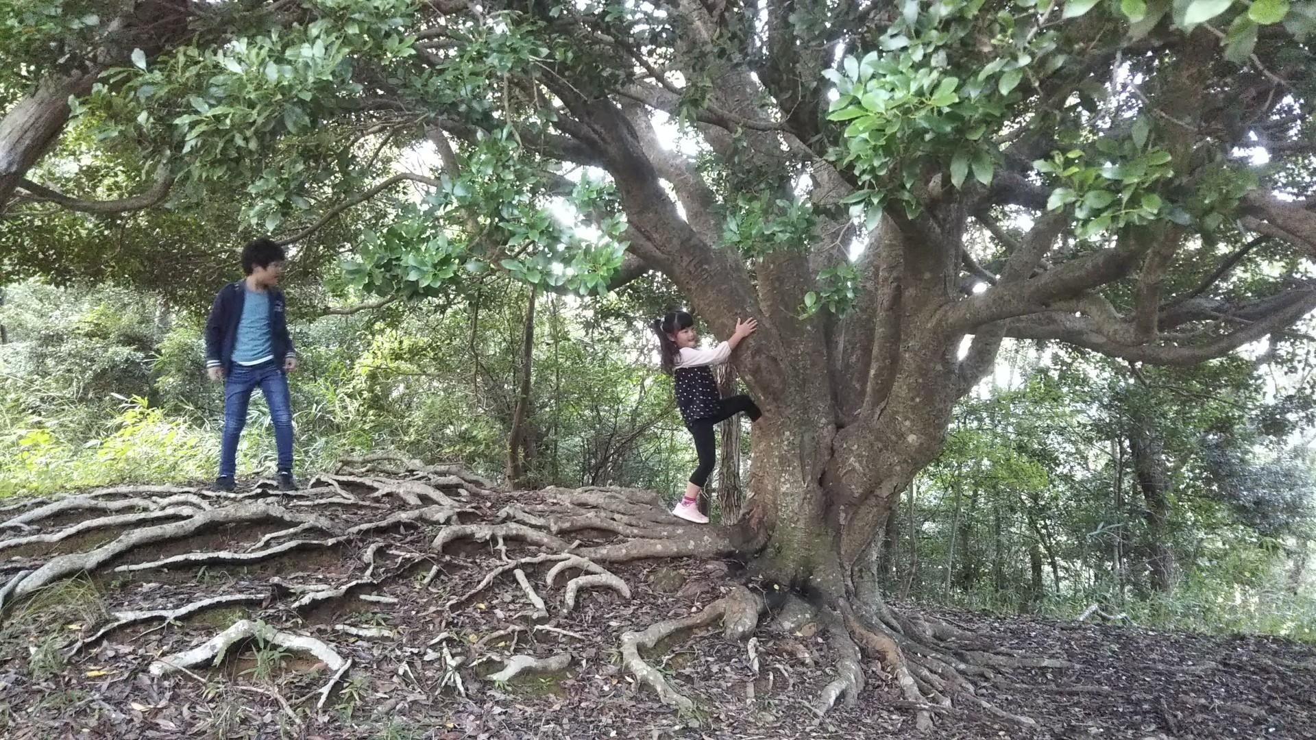 玉田山(圓山) / mino&maoさんの朝熊ヶ岳（朝熊山）・鼓ヶ岳・鷲嶺（袴腰山）の活動データ | YAMAP / ヤマップ
