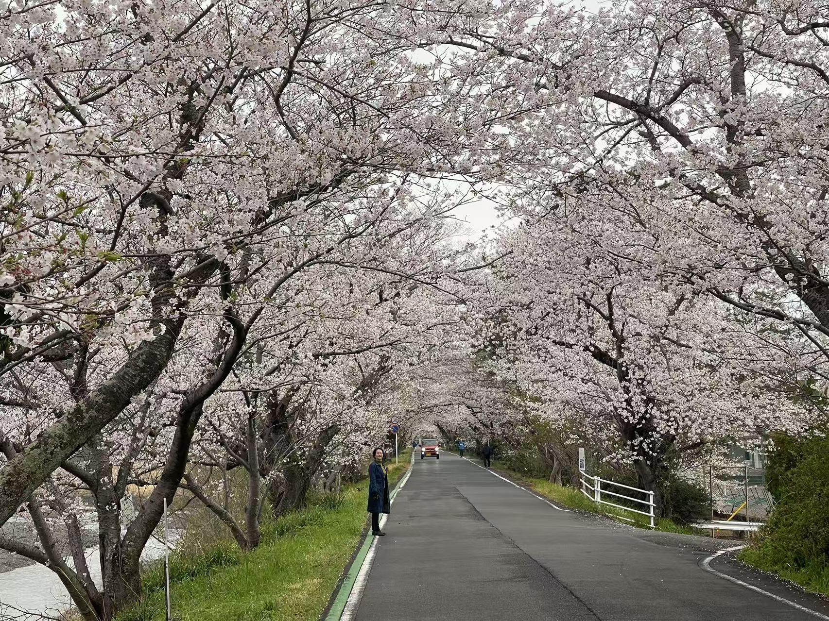 静岡藤枝市・瀬戸川の桜トンネル / emma_in_jpさんの登山の活動データ | YAMAP / ヤマップ
