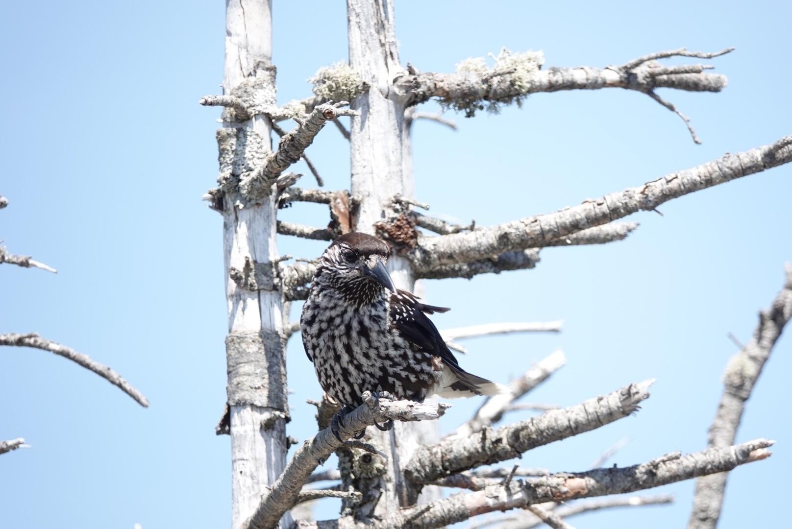 編笠山 ホシガラスに会いに🥾 / sumiさんの登山の活動データ | YAMAP / ヤマップ