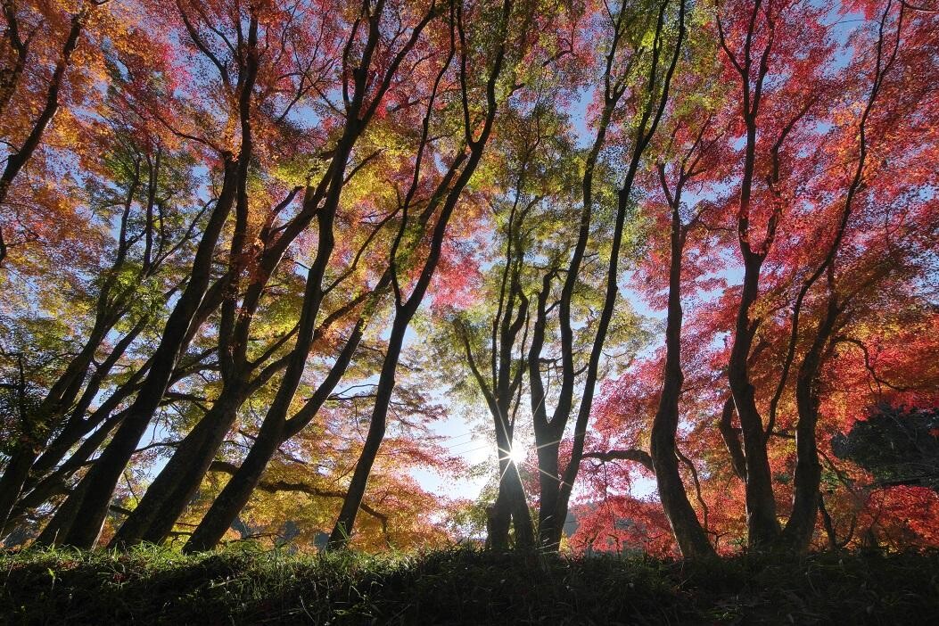 円光寺🍁長徳寺🍁（津市） / ida☆tennさんの津市の活動データ | YAMAP / ヤマップ