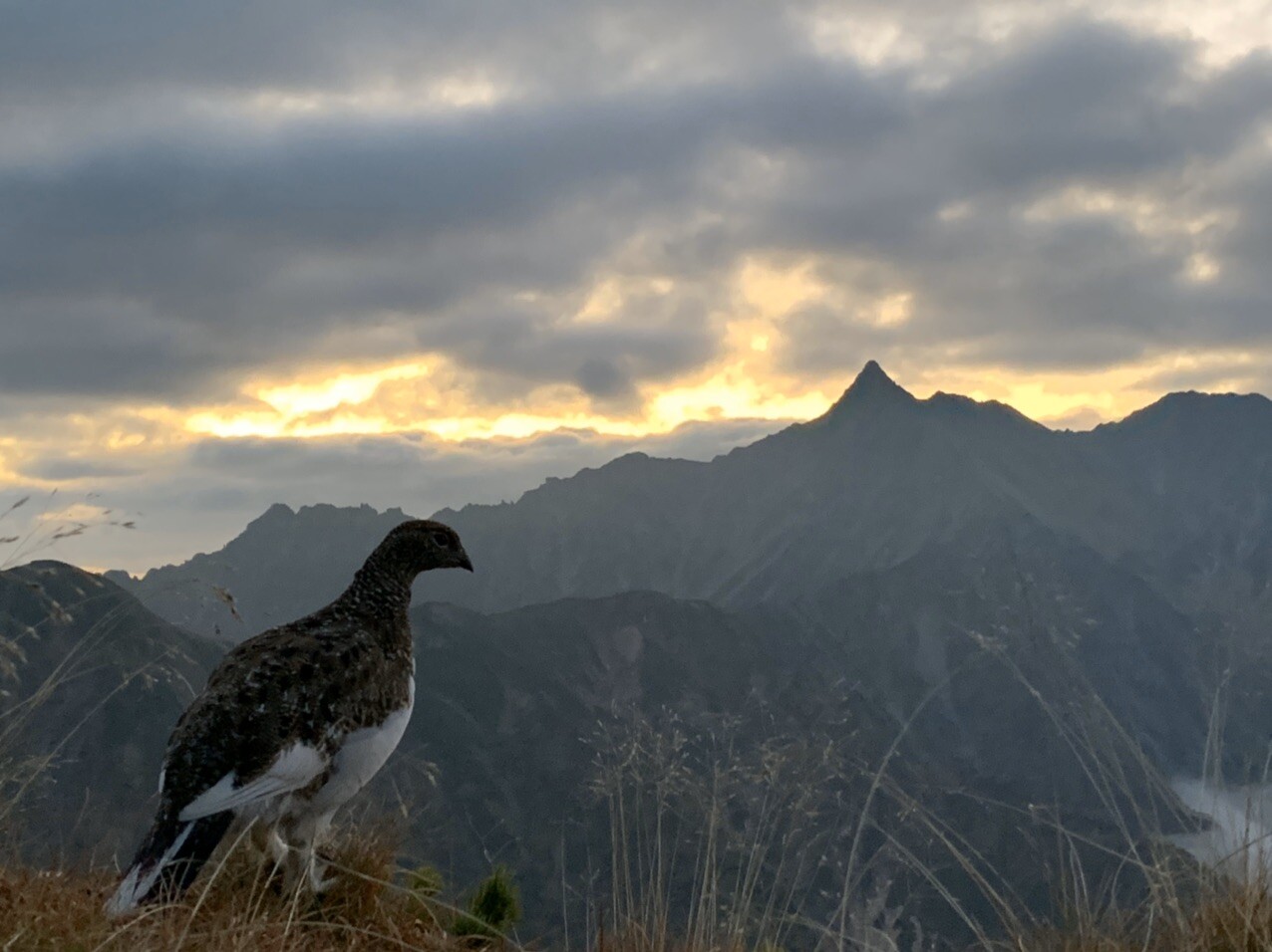 ts | YAMAP / ヤマップ