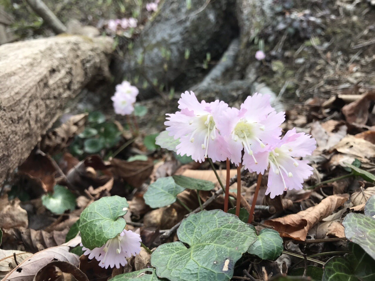 2021-03-27 盛金富士 / xv.kazuさんの登山の活動データ | YAMAP / ヤマップ