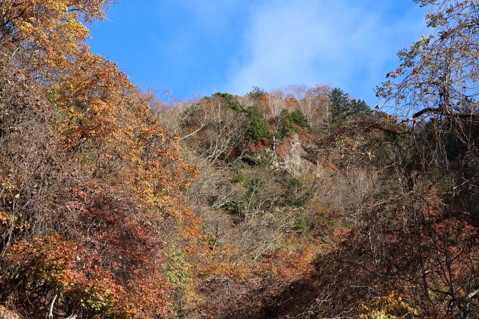 秋晴れの両神山🍁 / kayo♪さんの両神山・諏訪山・二子山の活動データ | YAMAP / ヤマップ