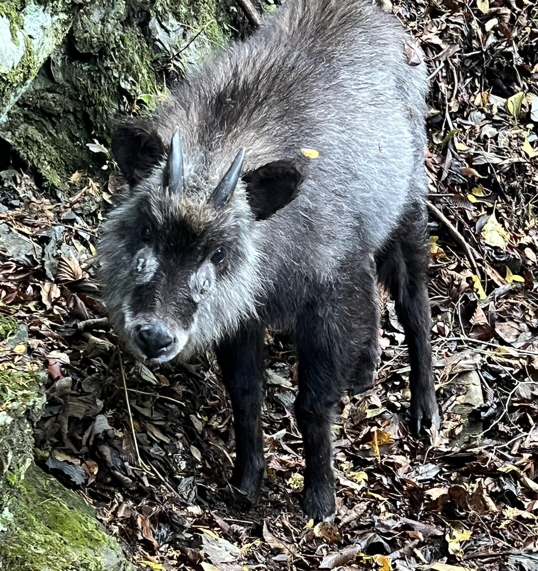 赤星山・豊受山 / eriさんの赤星山・豊受山の活動データ | YAMAP / ヤマップ