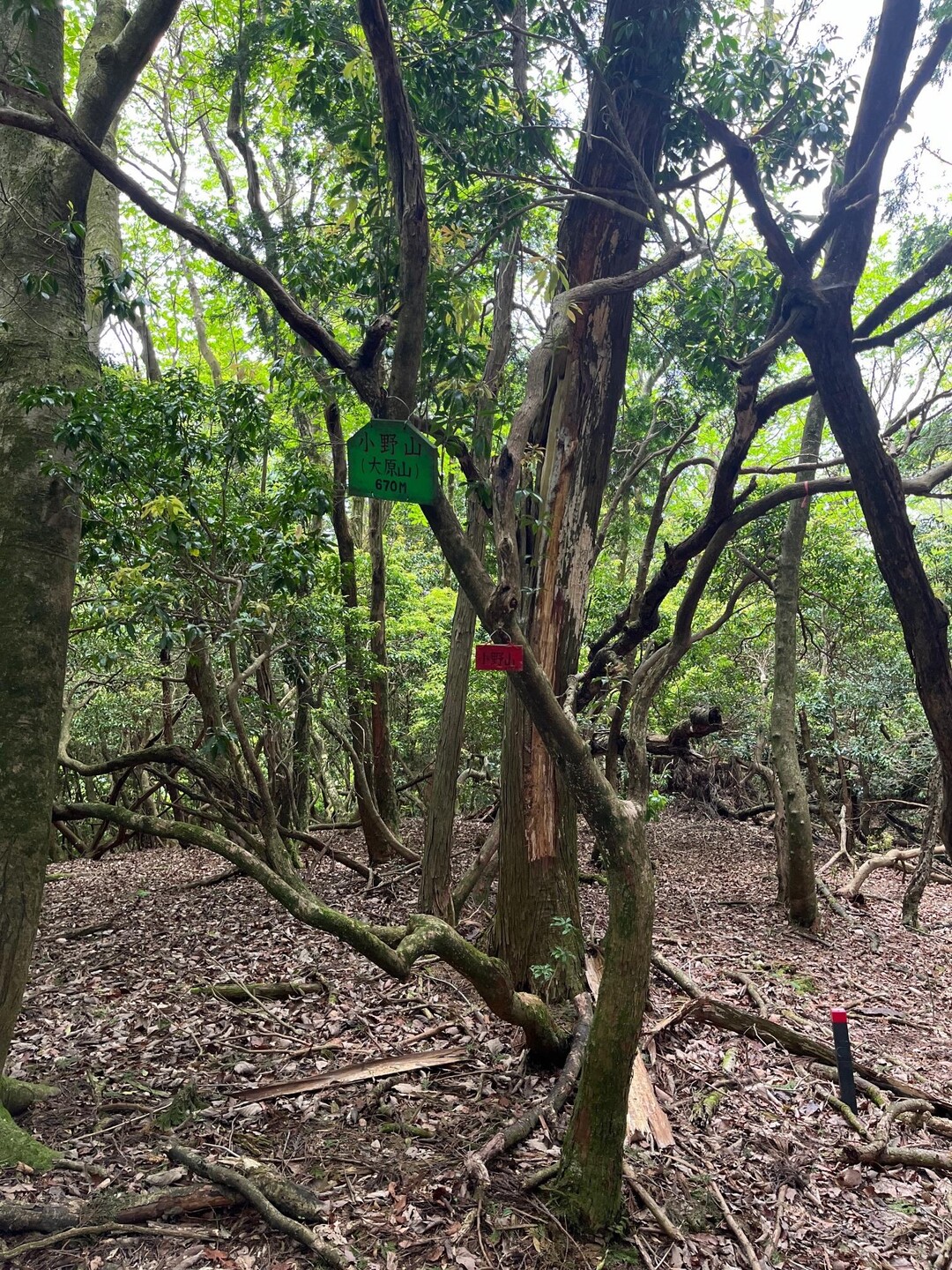 小野山・梶山 / Ikukoさんの比叡山国際トレイルランの活動データ | YAMAP / ヤマップ