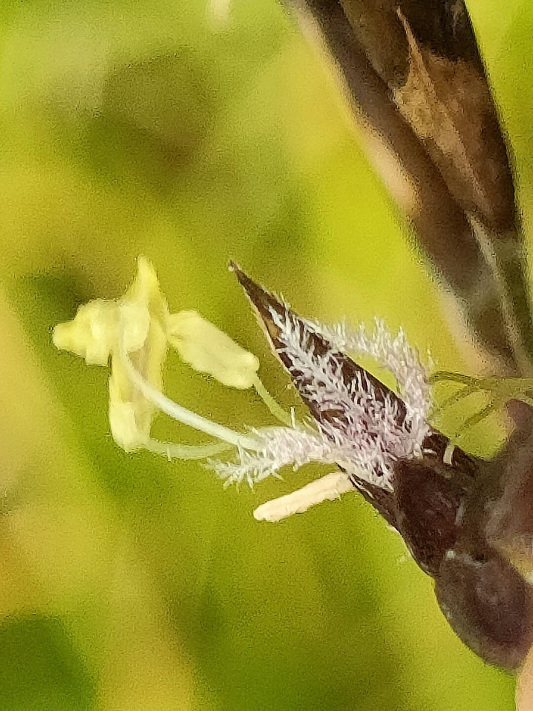 カガマシ山の『笹の花』etc. / ゆみんさんの笹ヶ峰・三傍示山・カガマシ山の活動データ | YAMAP / ヤマップ