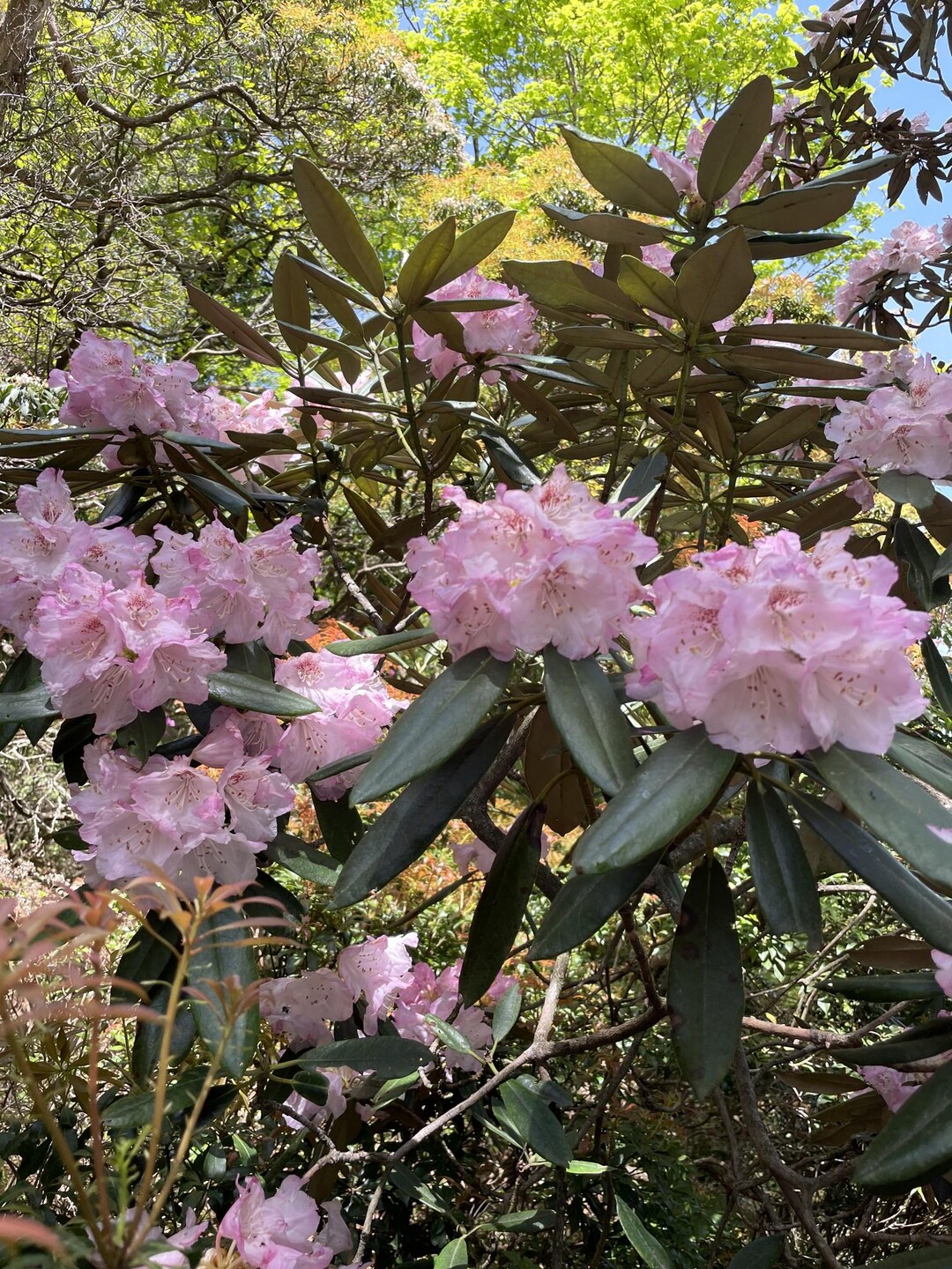 シャクナゲ満開😆天城山 / ellena15さんの天城山・鉢ノ山・三筋山の活動日記 | YAMAP / ヤマップ