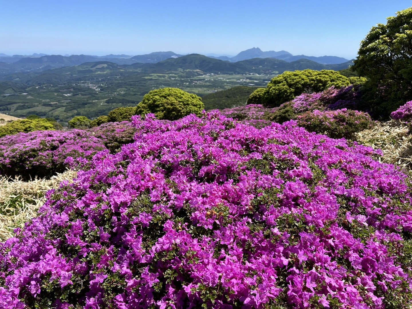 黒岩山・大崩ノ辻・上泉水山 ミヤマキリシマ / big treeさんの九重山（久住山）・大船山・星生山の活動データ | YAMAP / ヤマップ